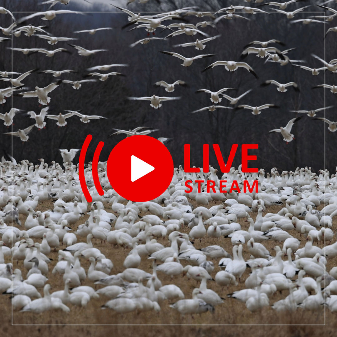 Wildlife Cams | Game Commission | Commonwealth of Pennsylvania